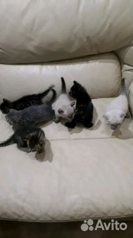 Отдам котят