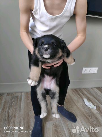 Щеночки в заботливые руки