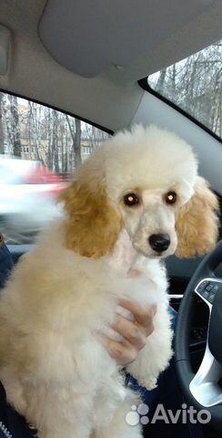 Отдам в хорошие руки