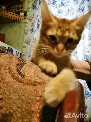 Котята ищат дом