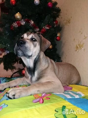 Ка де бо(мальчик)