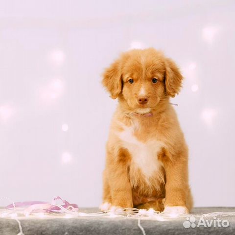 Ретривер новошотландский Толлер