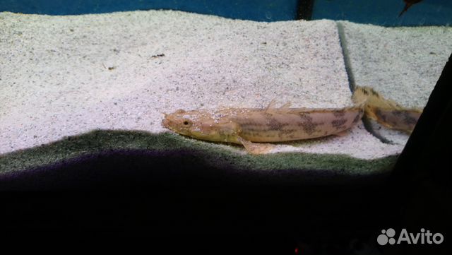 Продам Полиптеруса