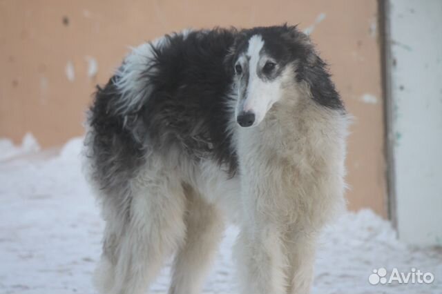 Щенки Русской Псовой Борзой