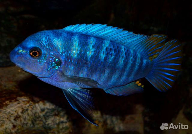 Лабеотрофеус Фуеллеборна (Цихлида-тапир) взрослые