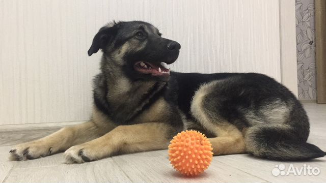 Очень красивая девочка, метис овчарки, в дар