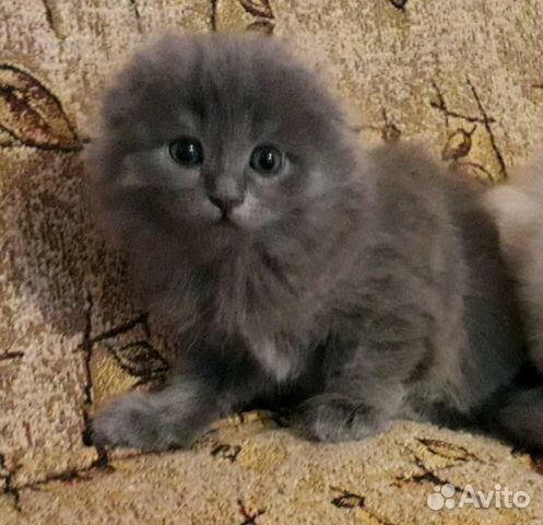 Британочка девочка