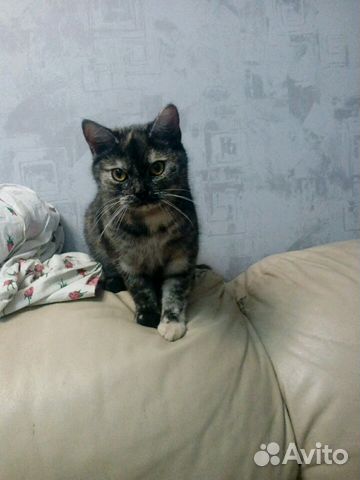 Кошечка, случка