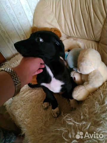 Щенки в добрые руки