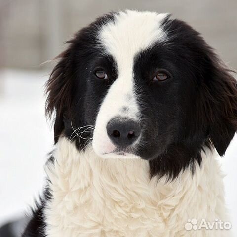 Мальчик Барни