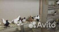 Голуби узбекские и крестовые