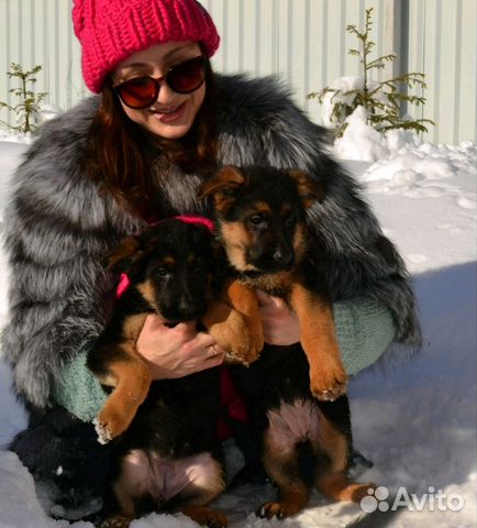 Красивые щенки немецкой овчарки, 2 мес, РКФ