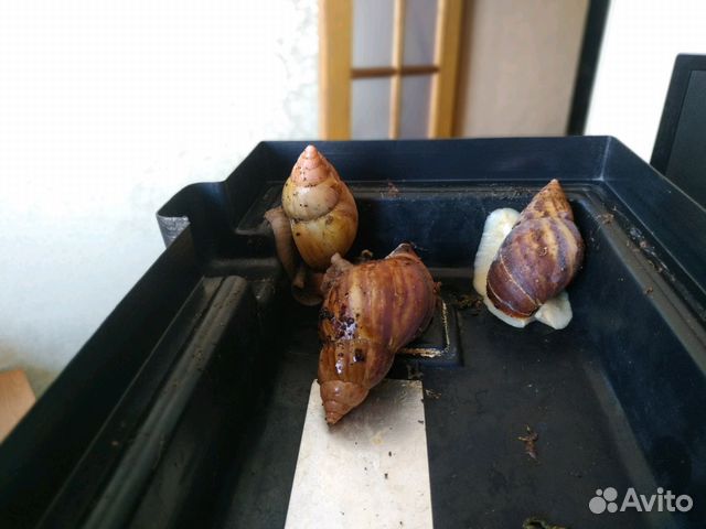 Улитки Ахатина фулика (Achatina fulica) 3