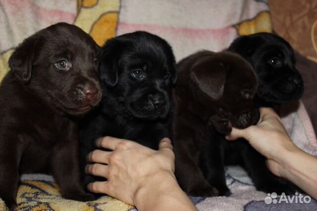 Щенки лабрадора