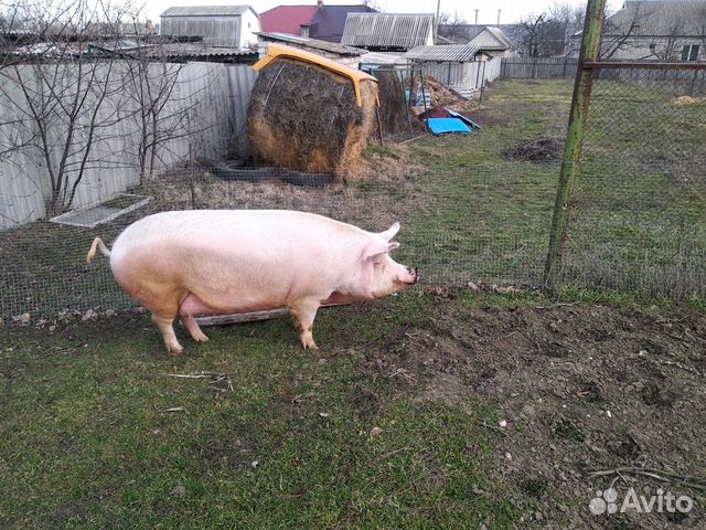 Свинья на племя