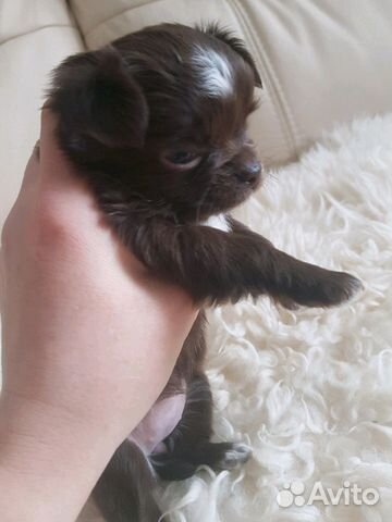 Шоколадная девочка дл/ ш