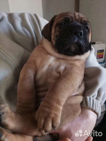 Бульмастиф