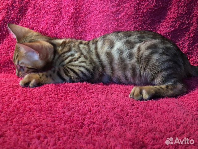 Котята бенгалы