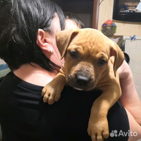 Стафаршивский терьер