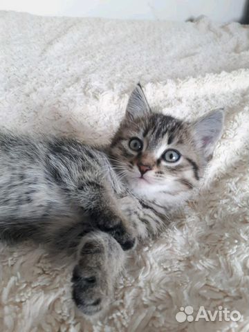 Сибирская кошечка