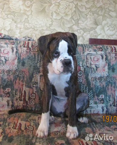 Щенок боксера 5 мес