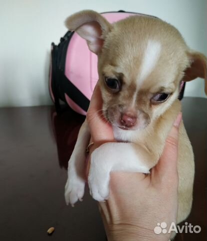 Продам чихуашек