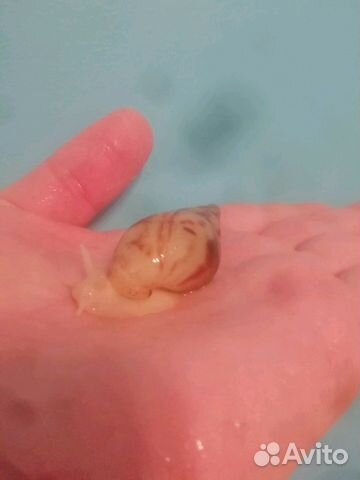 Улитка ахатина ретикулята альбино