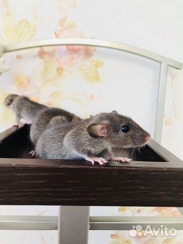 Крысы, крысята дамбо агути