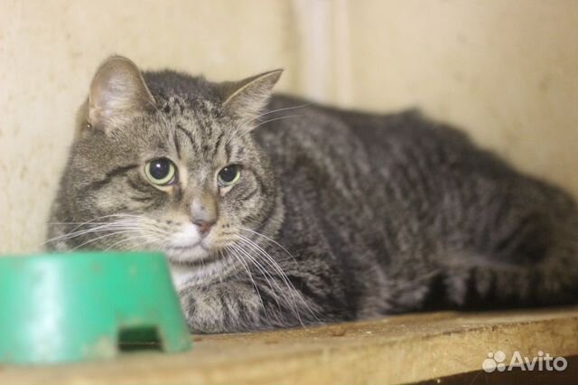 Внушительный добрый кот ищет дом