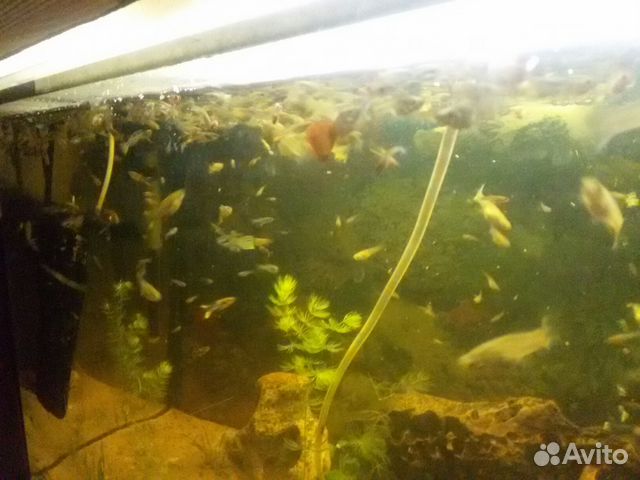 Гуппи, Золотая рыбка, сомик