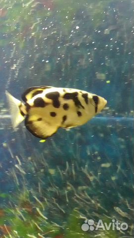 Брызгун золотой