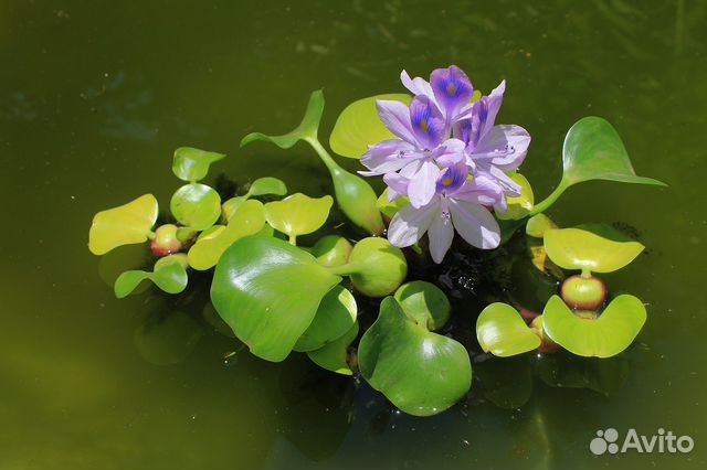 Эйхорния, Водный Гиацинт