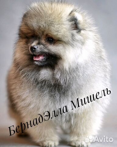 Шпиц