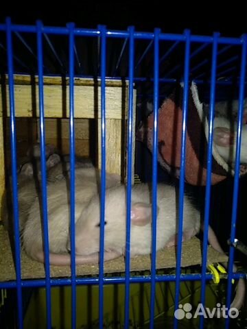 Крысята Сиам дамбо