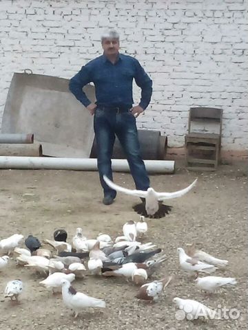 Голубь