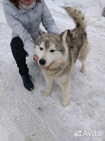Молодой мальчик Маламута в дар