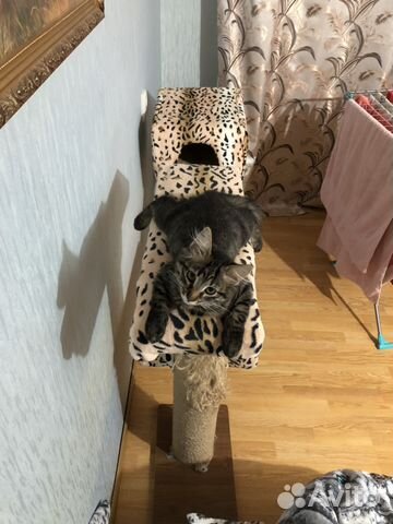 Кошка Алиса