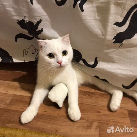 Кошечка ищет кота для вязки