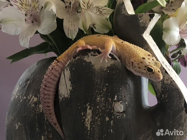 Эублефары / амурский полоз