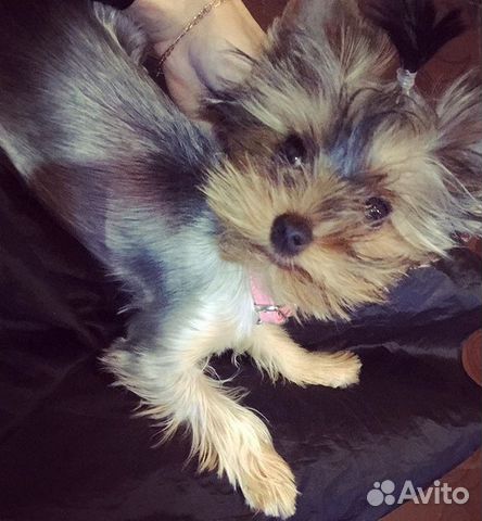 Йоркширский терьер