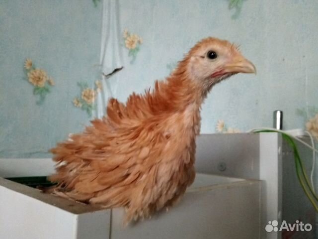 Цыплята карликовых кур разных пород