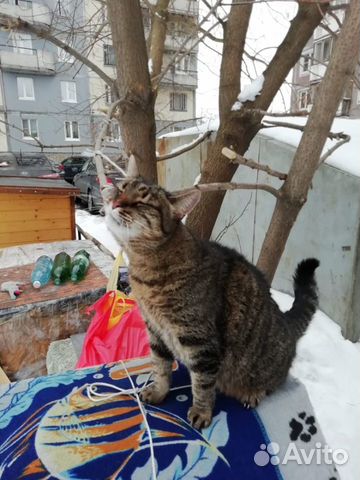 Обычная шпротинка