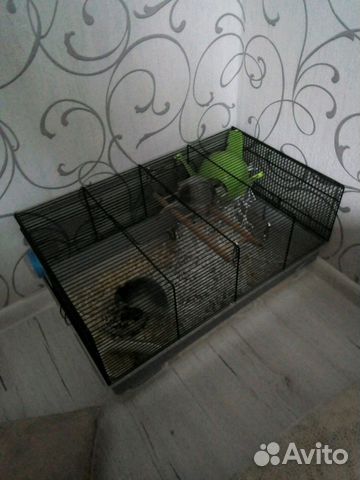 Крыски с клеткой