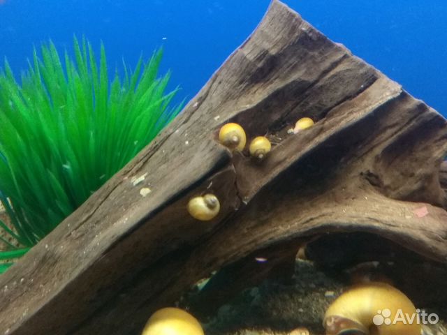 Ампулярии молодь