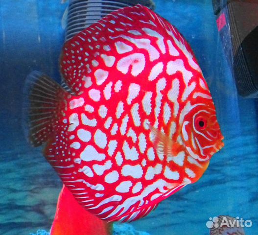 Породистые дискусы