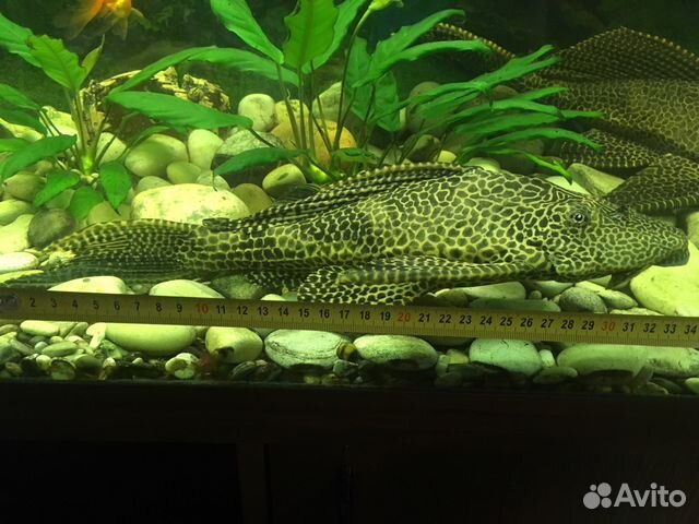 Парчовый сом