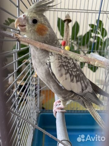 Попугай Нимфа корелла