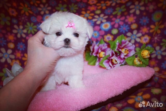 Мини девочка мальтийской болонки 2 мес