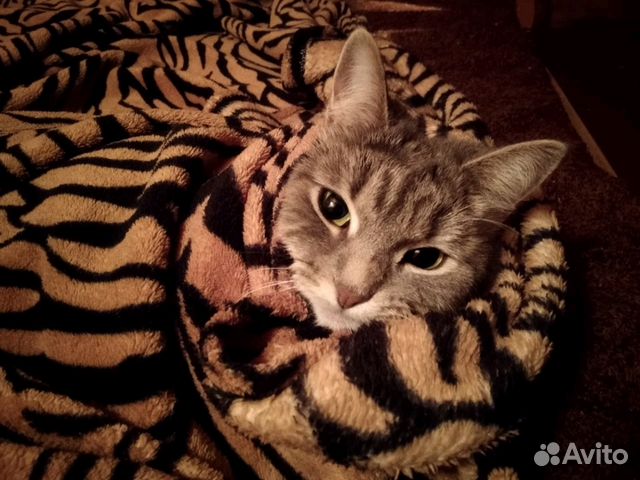 Кошка Шанти в добрые руки