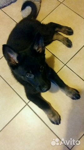 Щенок 3 месяца в дар любящим хозяевам